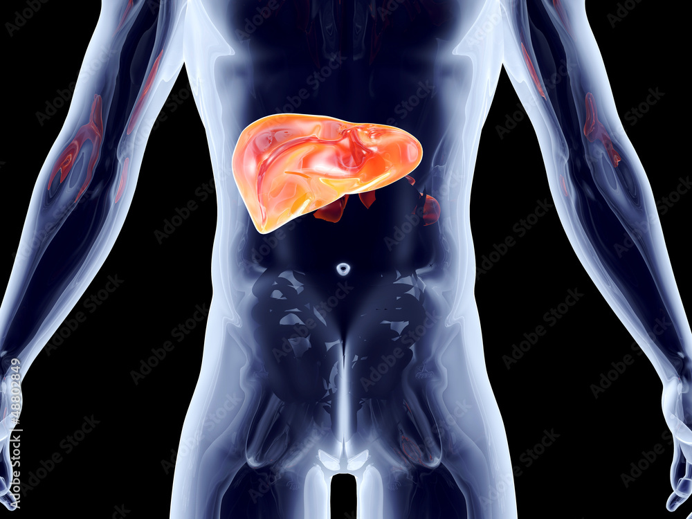 Leber Stock-Illustration | Adobe Stock