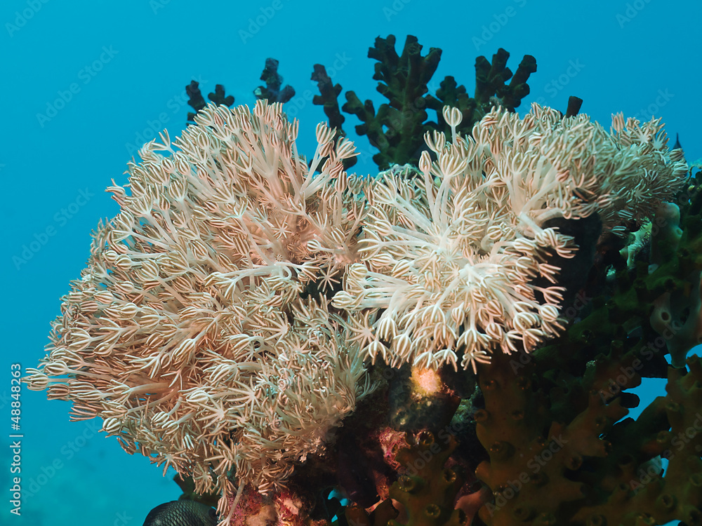 Weichkorallen (Heteroxenia fuscescens) Stock-Foto | Adobe Stock