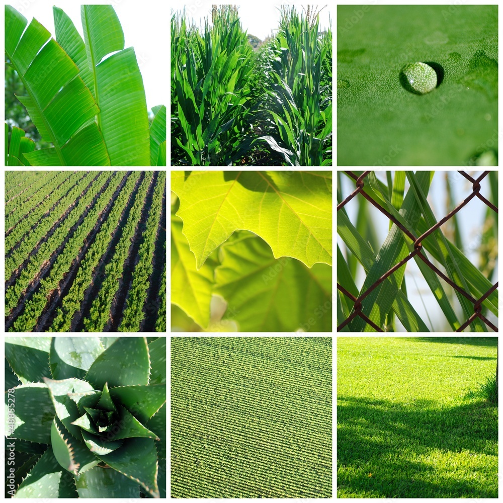 COLLAGE DE AGRICULTURA. CULTIVOS foto de Stock | Adobe Stock