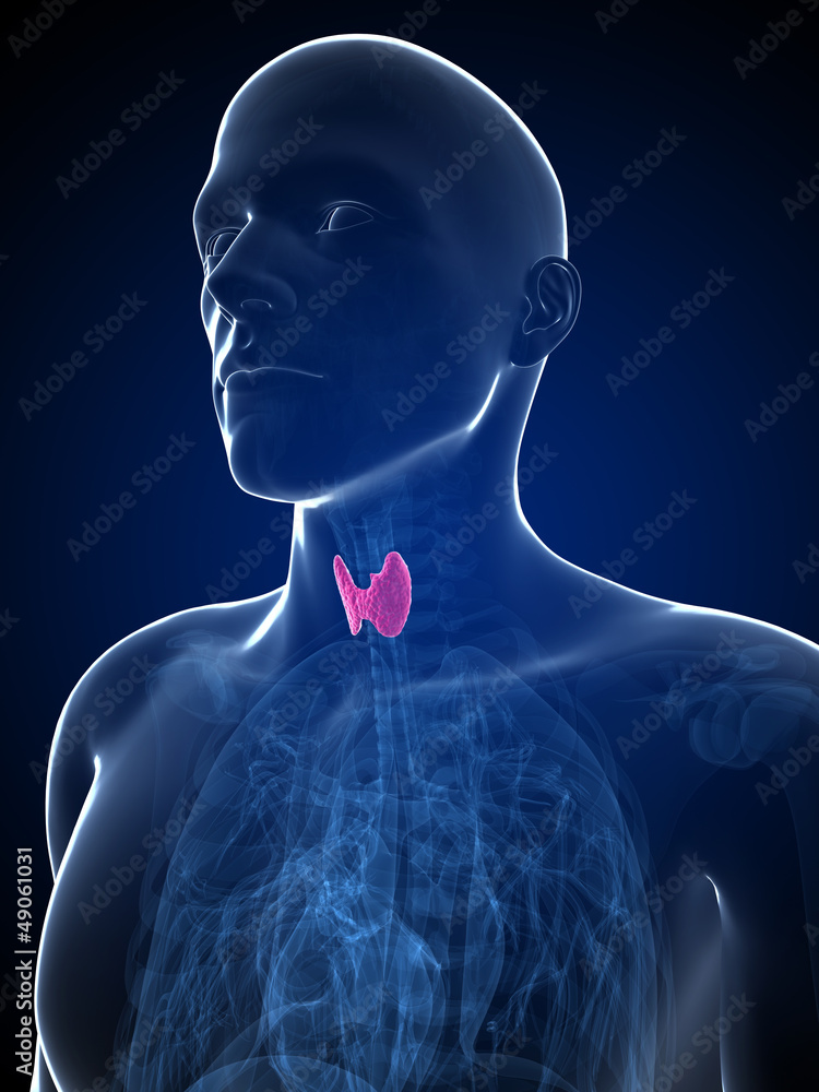 3d rendered illustration of the male thyroid gland Stock-Illustration ...