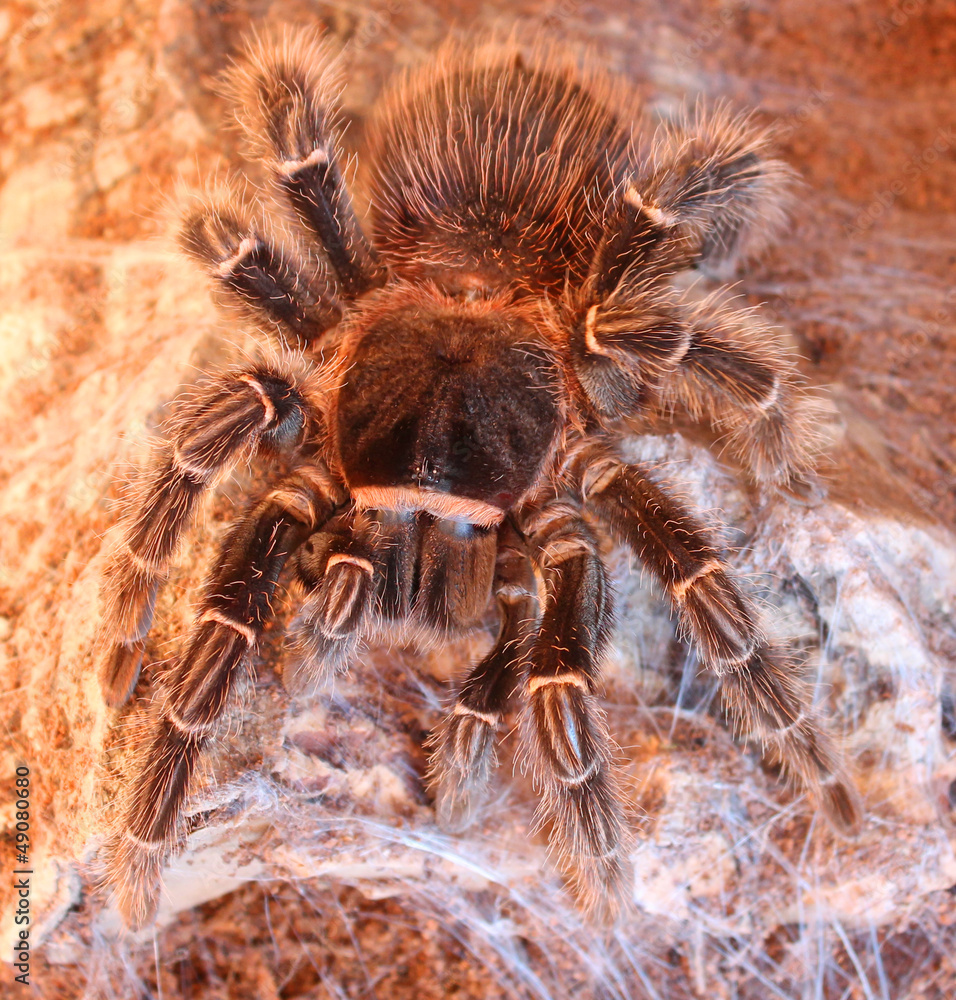 Salmon Pink Tarantula