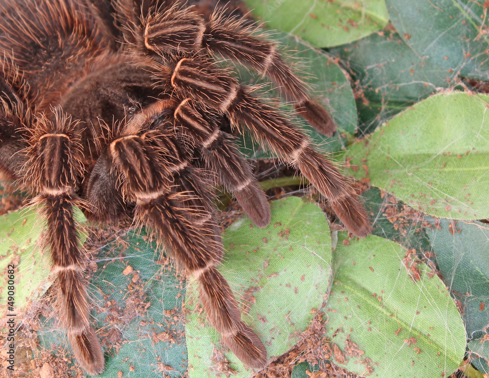 Salmon Pink Birdeater