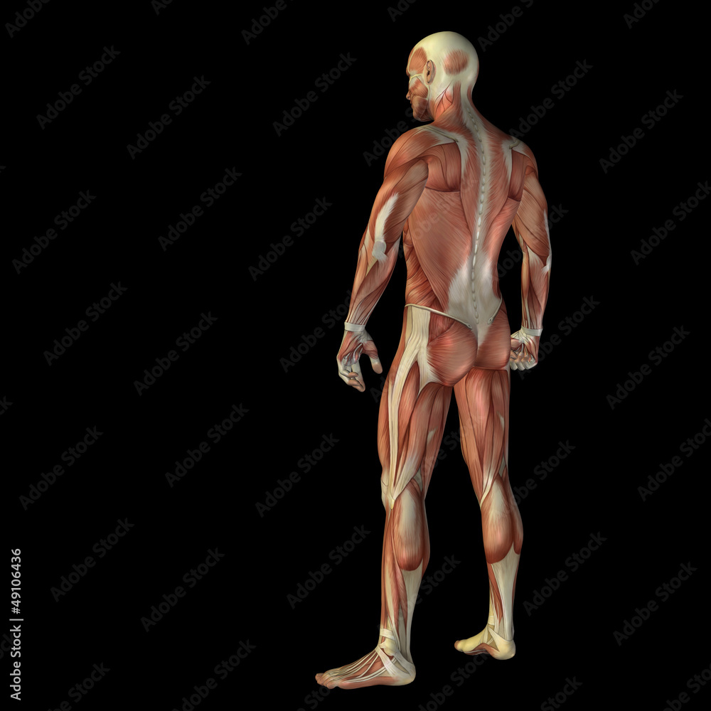 High resolution conceptual 3D human for anatomy Stock Illustration ...