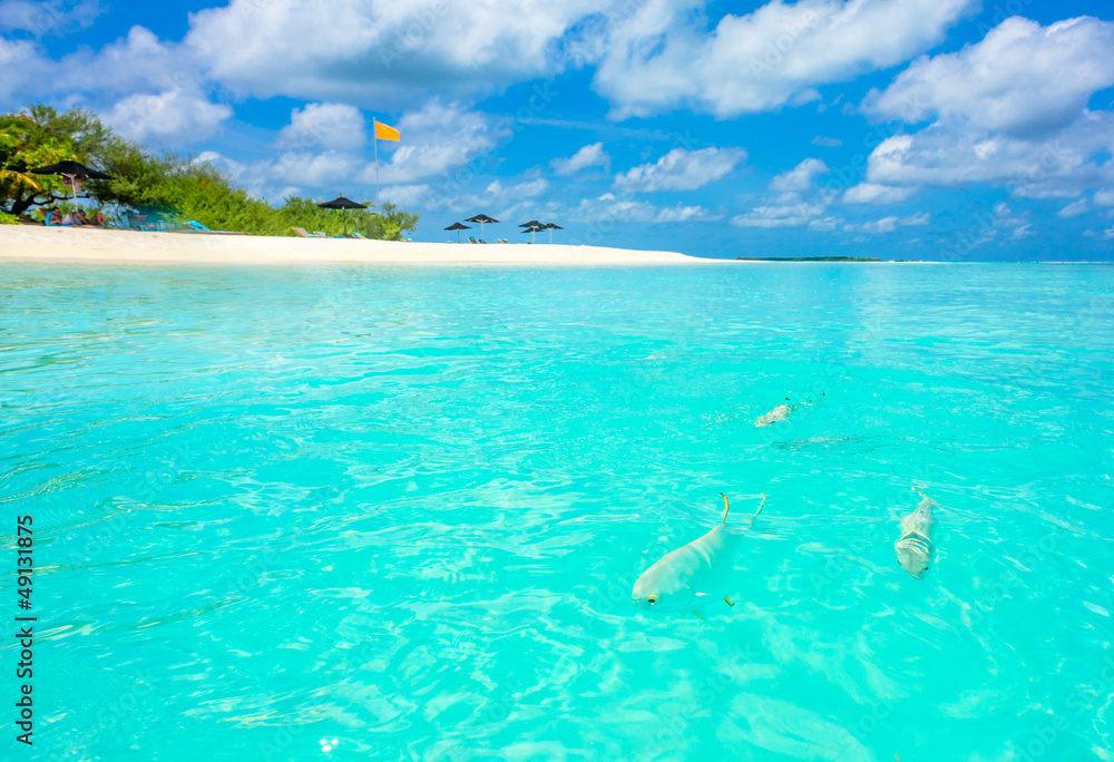 Tropical Beaches With Fish