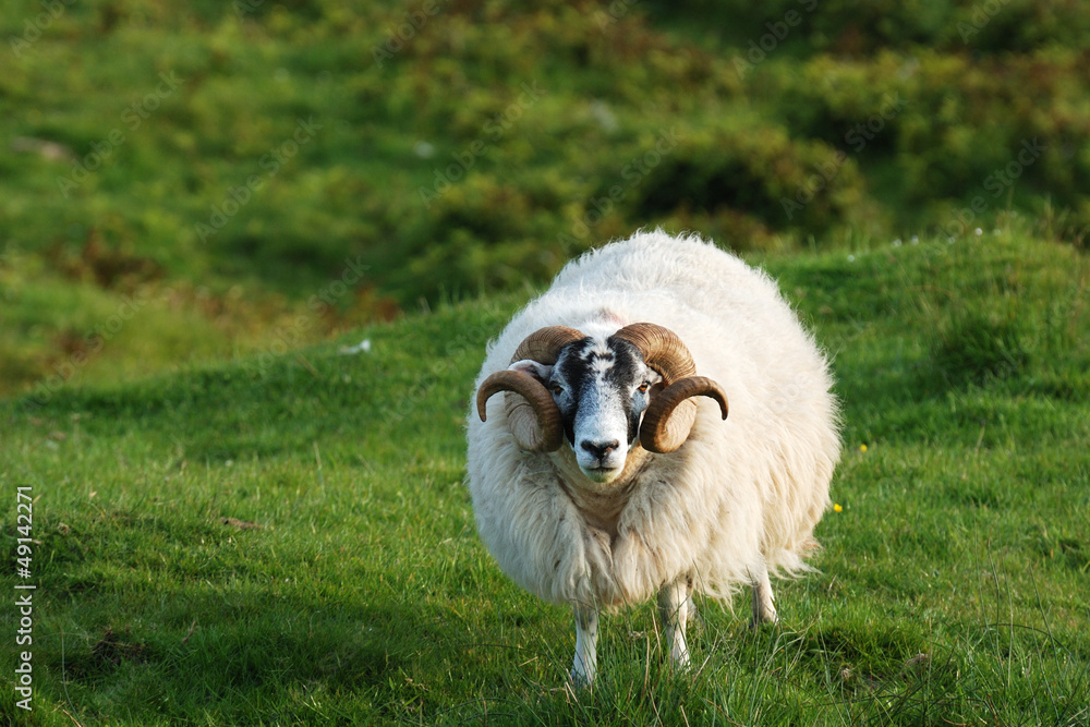 Scottish Blackface Stock Photo | Adobe Stock