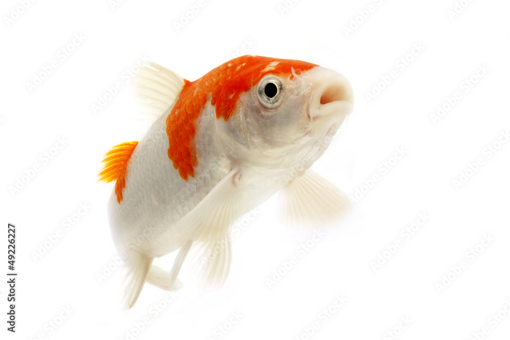 white and red Koi Fish Stock Photo | Adobe Stock
