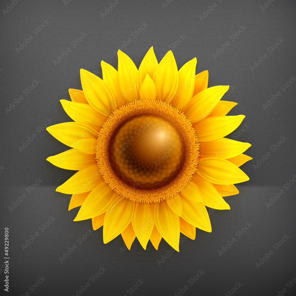 Sunflower Stock Vector | Adobe Stock