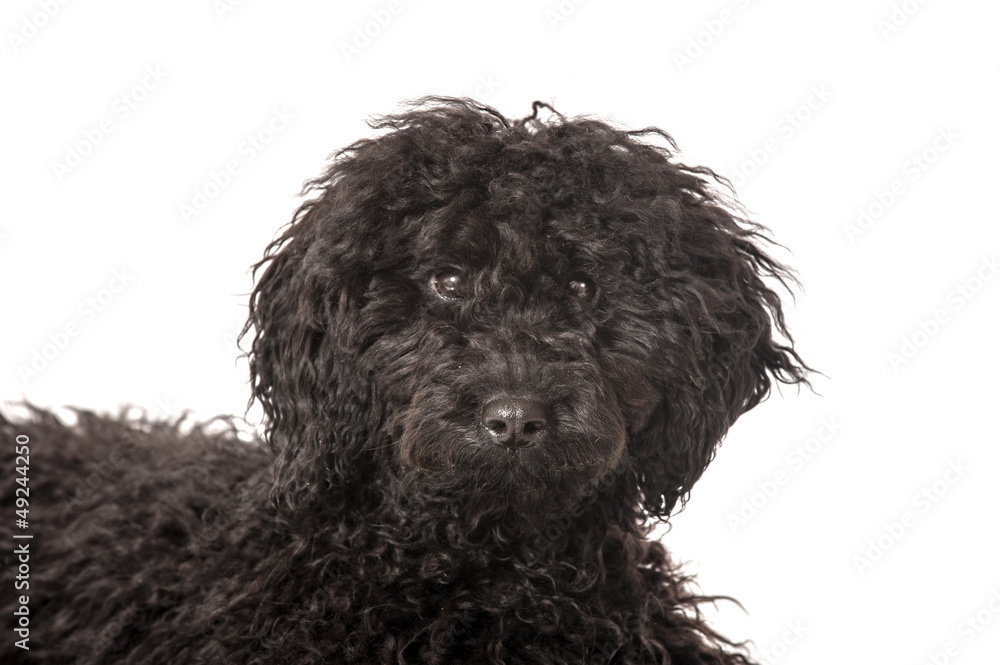 Black poodle - Schwarzer Pudel Stock-Foto | Adobe Stock