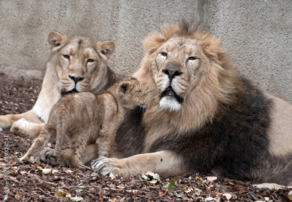 family of lions Stock Photo | Adobe Stock