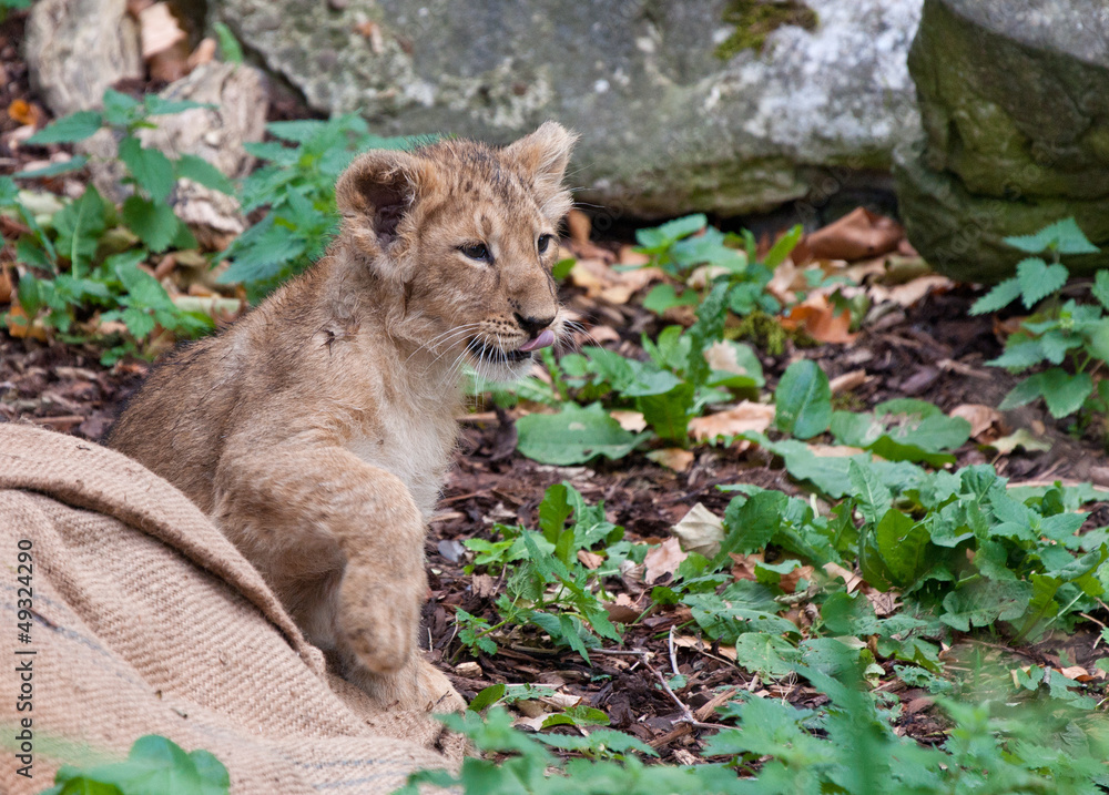 lion cub Stock Photo | Adobe Stock