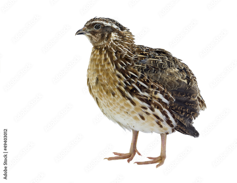 Adult quail isolated on white background Stock Photo | Adobe Stock