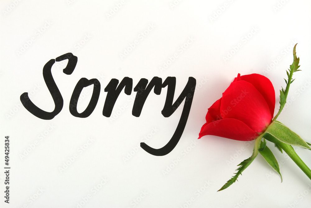 Sorry with red rose Stock-Foto | Adobe Stock