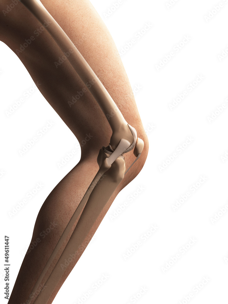 3d rendered illustration - anatomy of the knee Stock Illustration ...