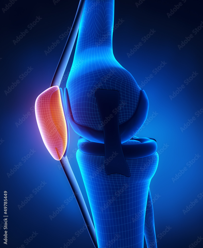 Knee patella anatomy Stock Illustration | Adobe Stock