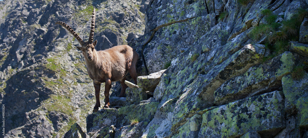 Alpine ibex wild goat lives in mountains of Europe Stock Photo | Adobe ...