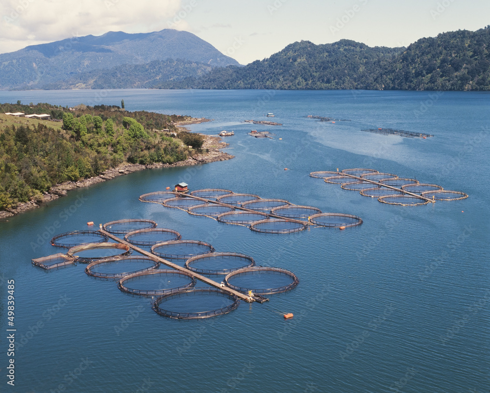 salmon cages Stock Photo | Adobe Stock