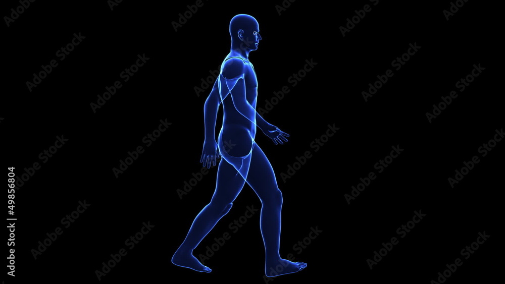 Anatomy of the human body: skin. Variant of colors 1 vídeo do Stock ...