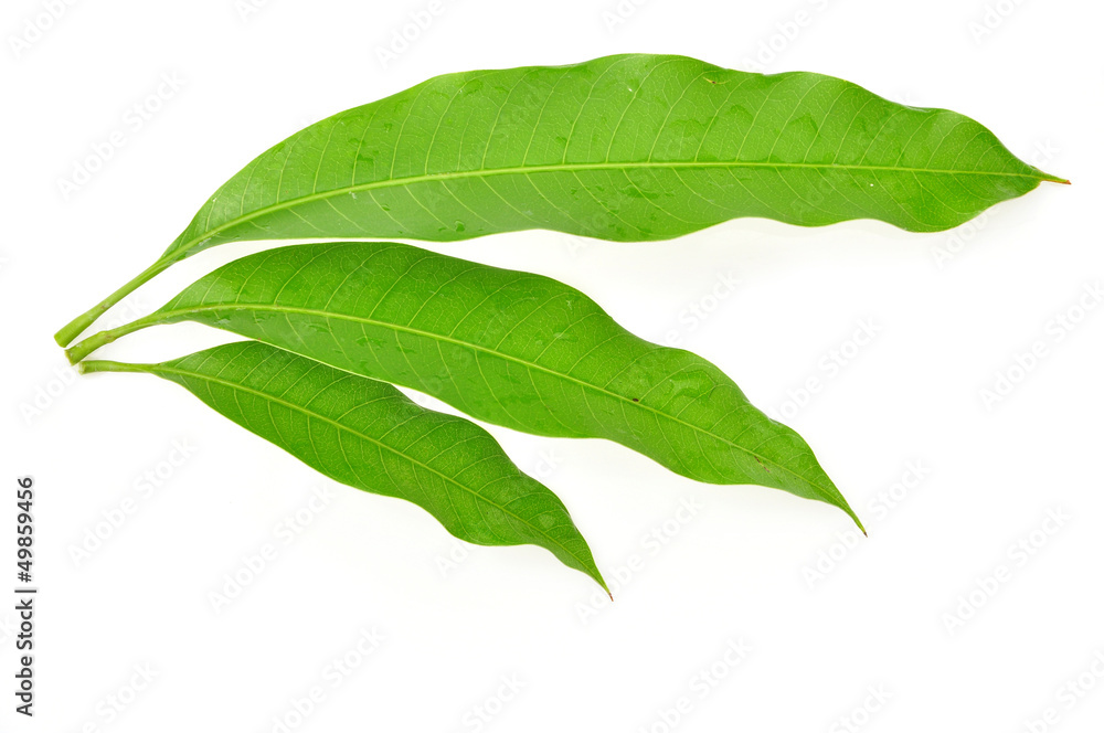 mango leaves Stock Photo | Adobe Stock