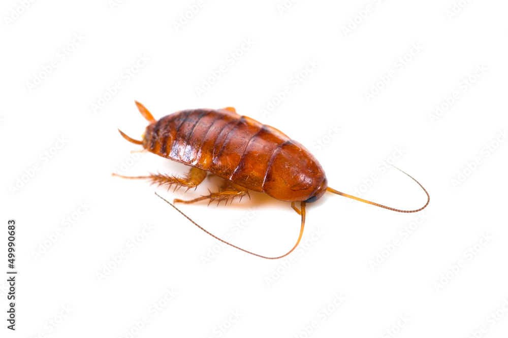 死んだクロゴキブリの幼虫 foto de Stock | Adobe Stock