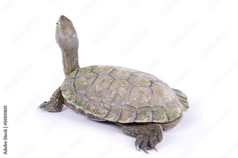 Galapago leproso (Mauremys Caspica o Leprosa) Stock Photo | Adobe Stock