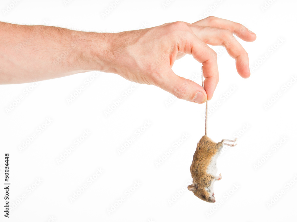 Hand holding a dead mouse, isolated Stock Photo | Adobe Stock