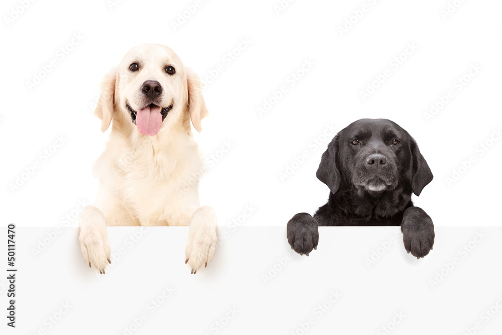 Two dogs standing behind blank panel Stock Photo | Adobe Stock