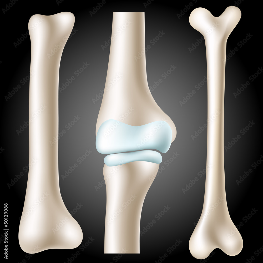 Realistic bone set Stock Vector | Adobe Stock