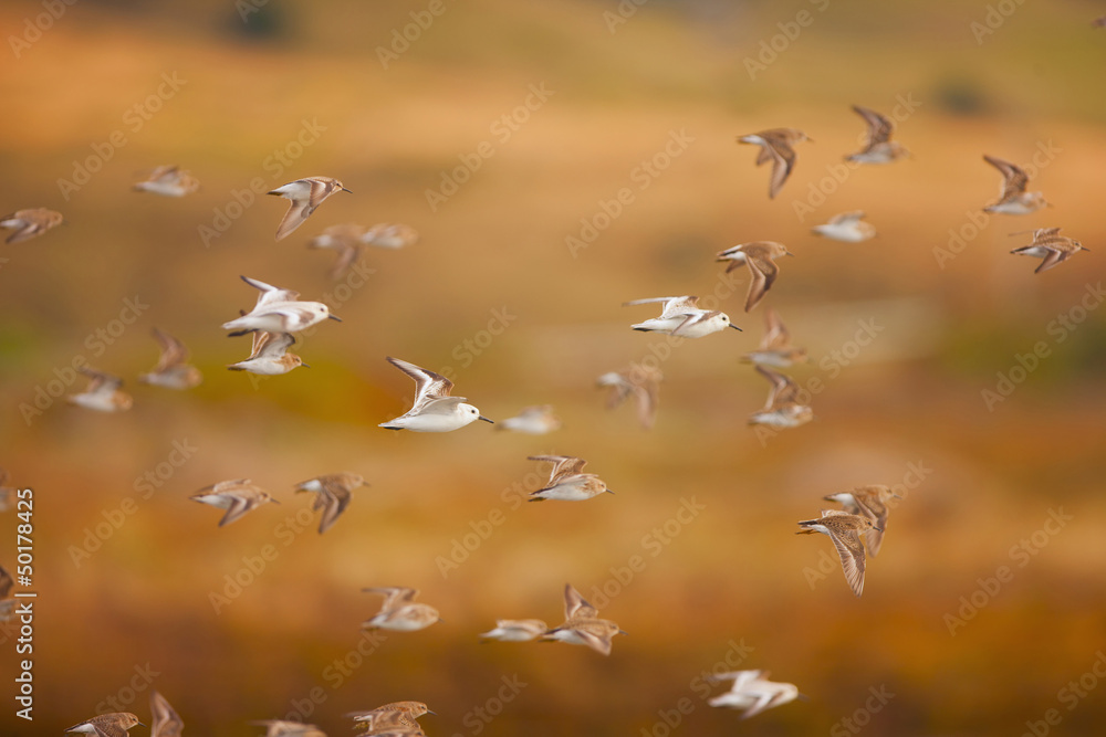 Flock of sanderlings flying through the air Stock Photo | Adobe Stock