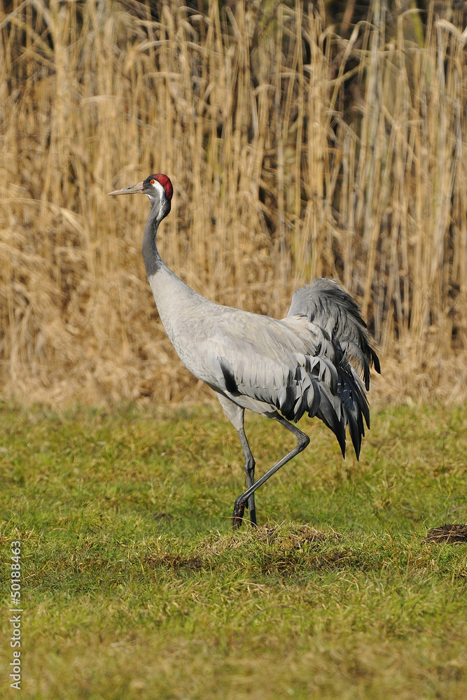 Grauer Kranich Stock-Foto | Adobe Stock
