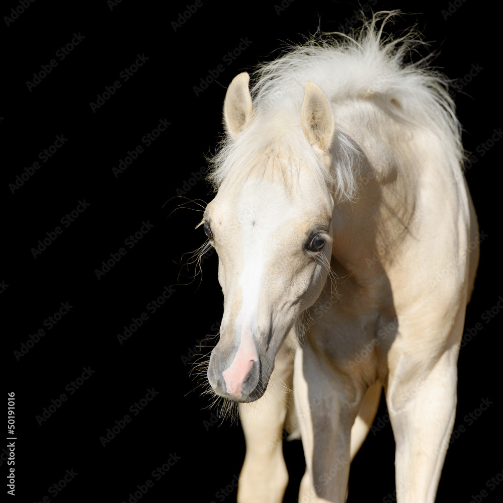 Newborn Pony