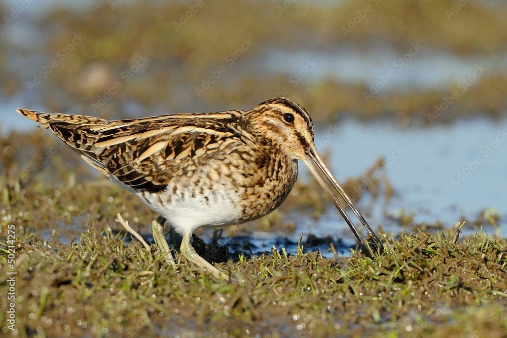 Foto Stock Beccaccino | Adobe Stock