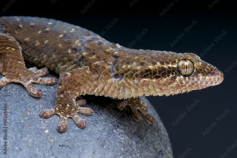 Malaysian Golden Gecko