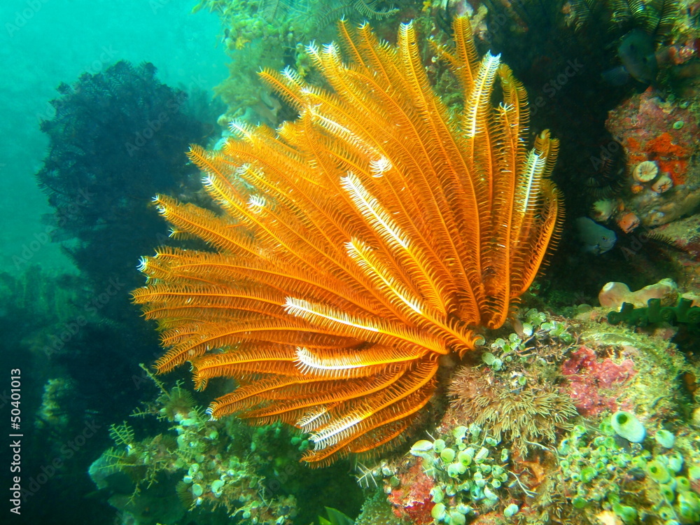 Sea lily of the Philippine sea Stock Photo | Adobe Stock