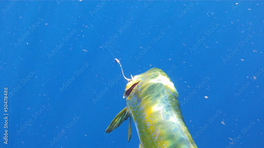 Dolphin Fish Stock Video | Adobe Stock