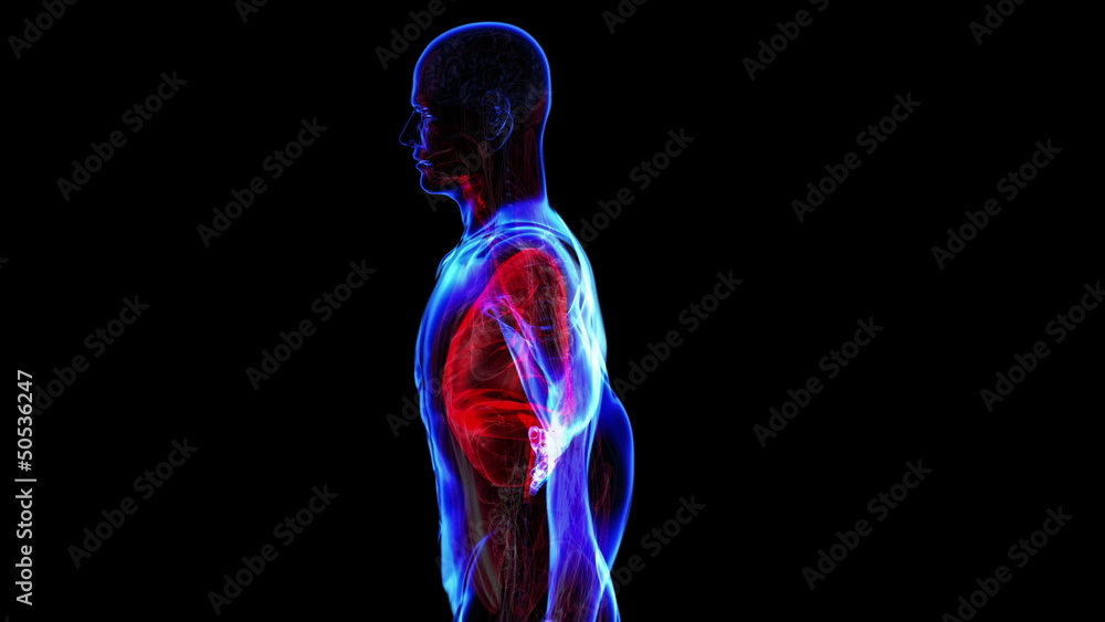 Transition body - respiratory system - body. Loop Stock Video | Adobe Stock