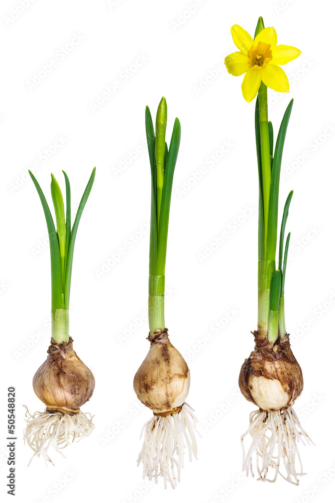 Different growth stages of a narcissus Stock Photo | Adobe Stock
