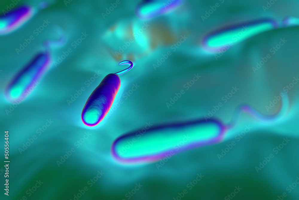 Gram-negative rod-shaped bacteria have a single polar flagellum Stock ...