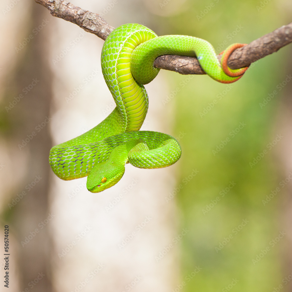 Ekiiwhagahmg snakes snakes green in the forests of Thailand Stock Photo ...