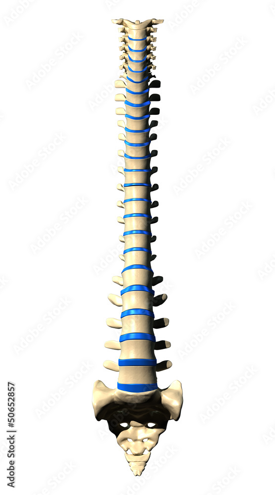 Spine Vertebrae - Anterior view / Front view Stock Illustration | Adobe ...