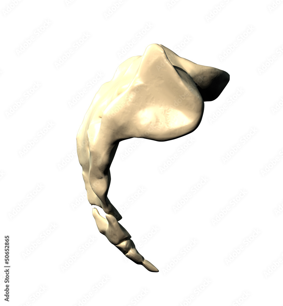 Sacrum - Lateral view / Side view Stock Illustration | Adobe Stock