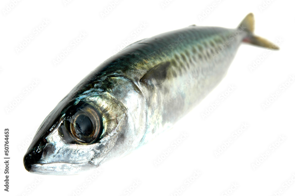 Caballa foto de Stock | Adobe Stock