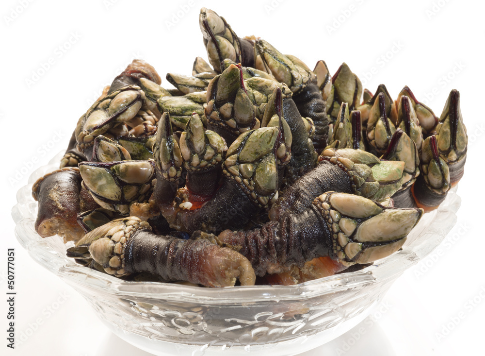 Seafood " Percebes" Stock Photo | Adobe Stock