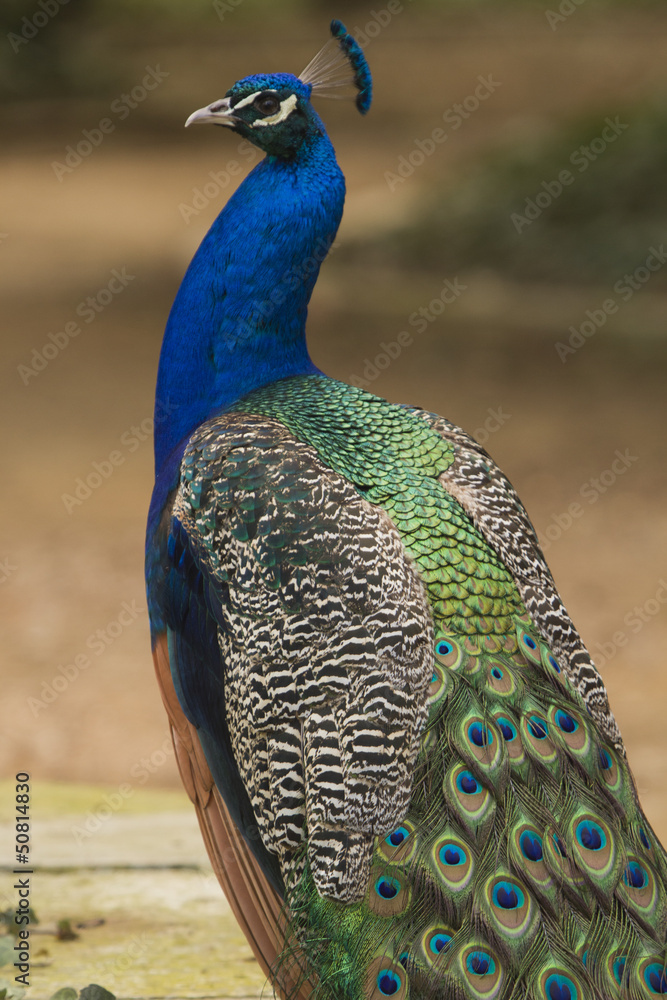 Retrato de Pavo Real (Pavo cristatus) Stock Photo | Adobe Stock