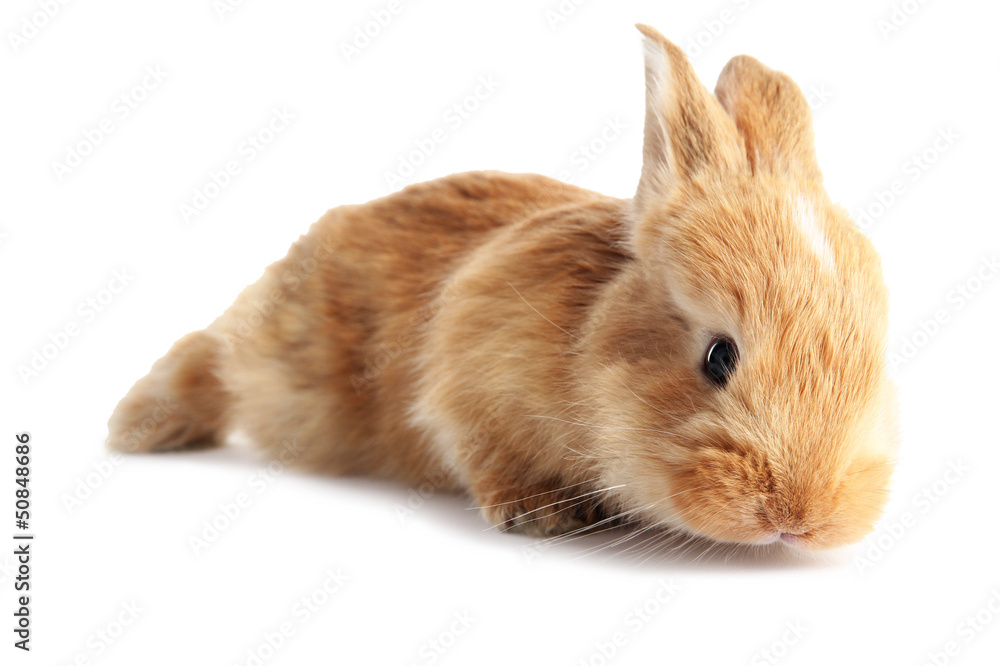 Fluffy foxy rabbit isolated on white wall mural wallpaper ...