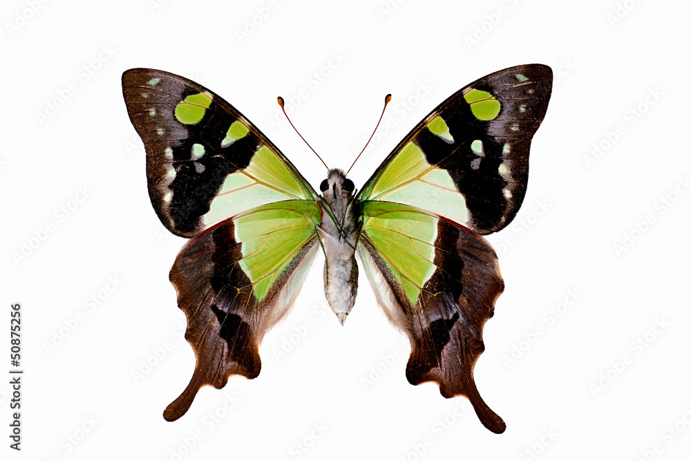 Butterfly - Macleays Swallowtail underside, Graphium macleayanus Stock ...