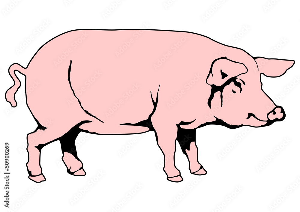 Vecteur Stock cochon | Adobe Stock