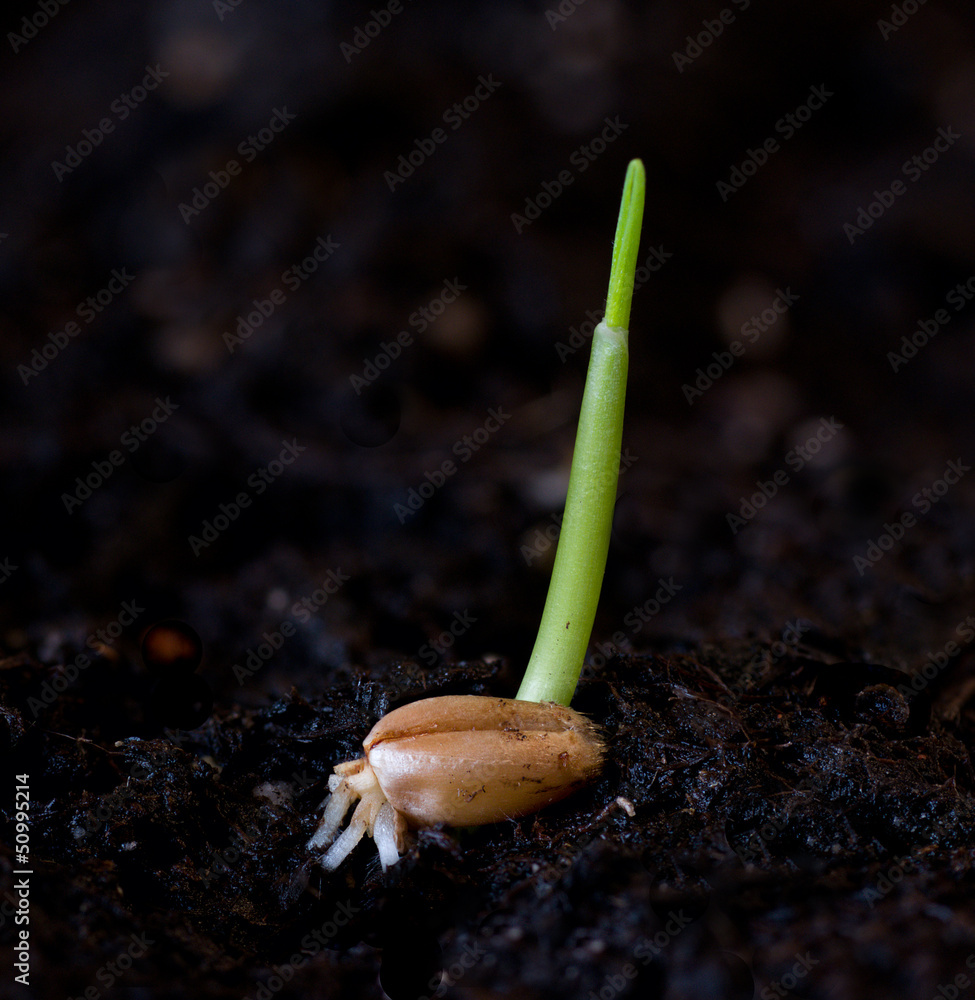 Samenkorn Stock-Foto | Adobe Stock