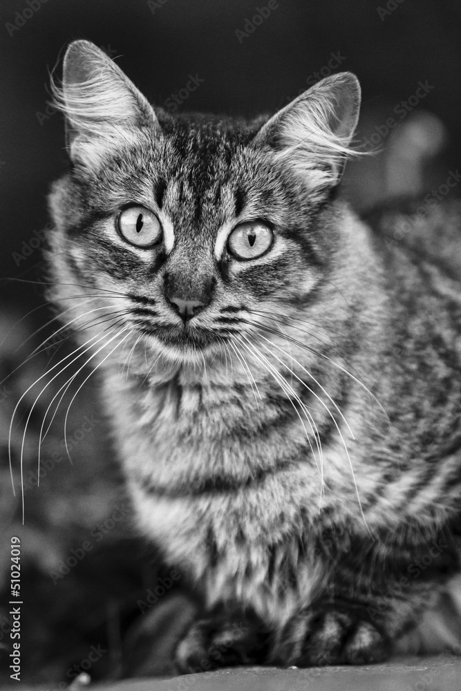 Gato pardo en blanco y negro. Stock Photo | Adobe Stock