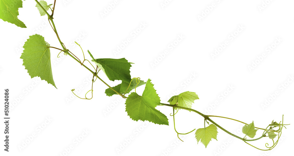 Parts del cep | Genially