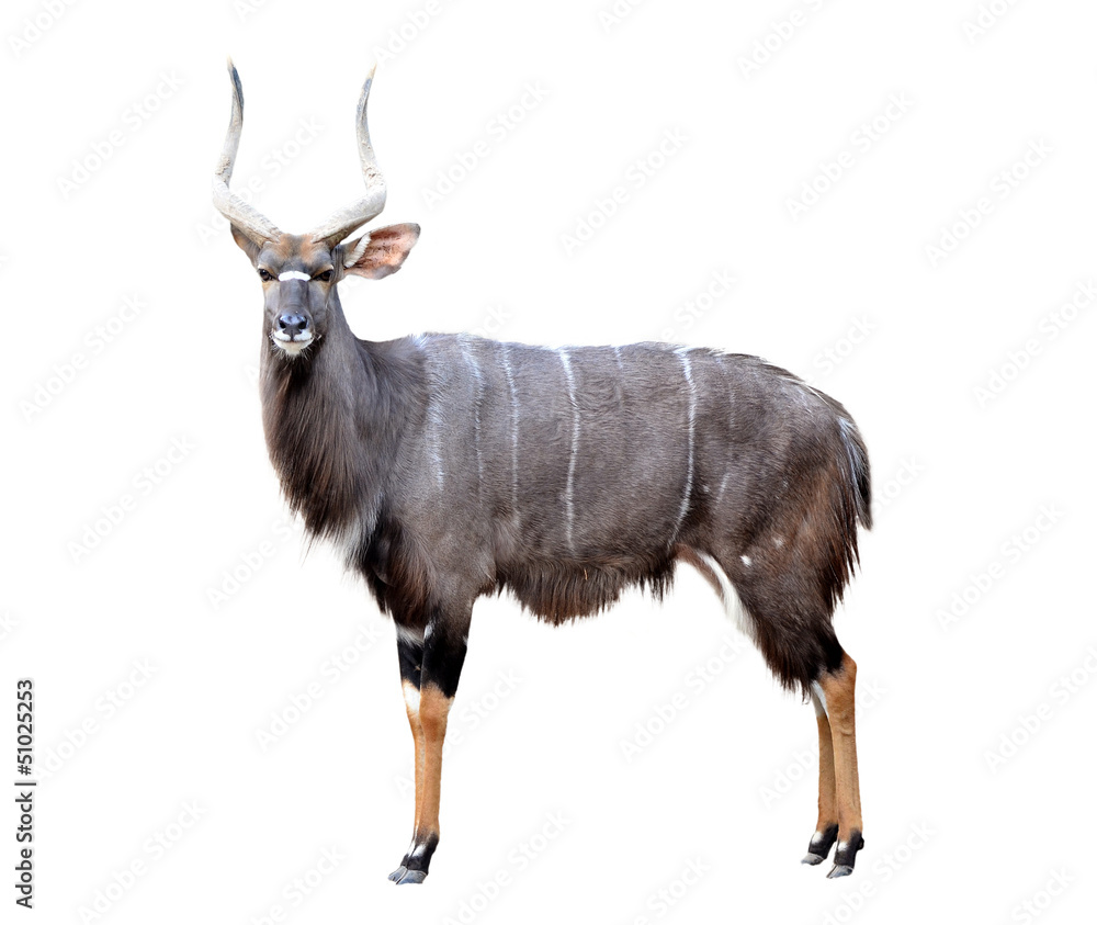nyala isolated on white background 스톡 사진 | Adobe Stock
